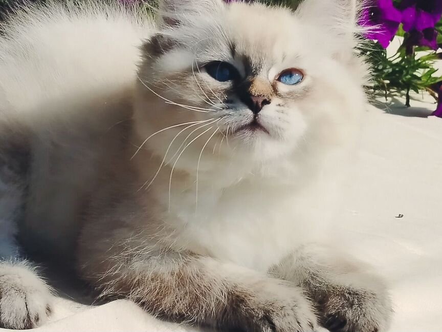 Невские маскарадные котята с документами