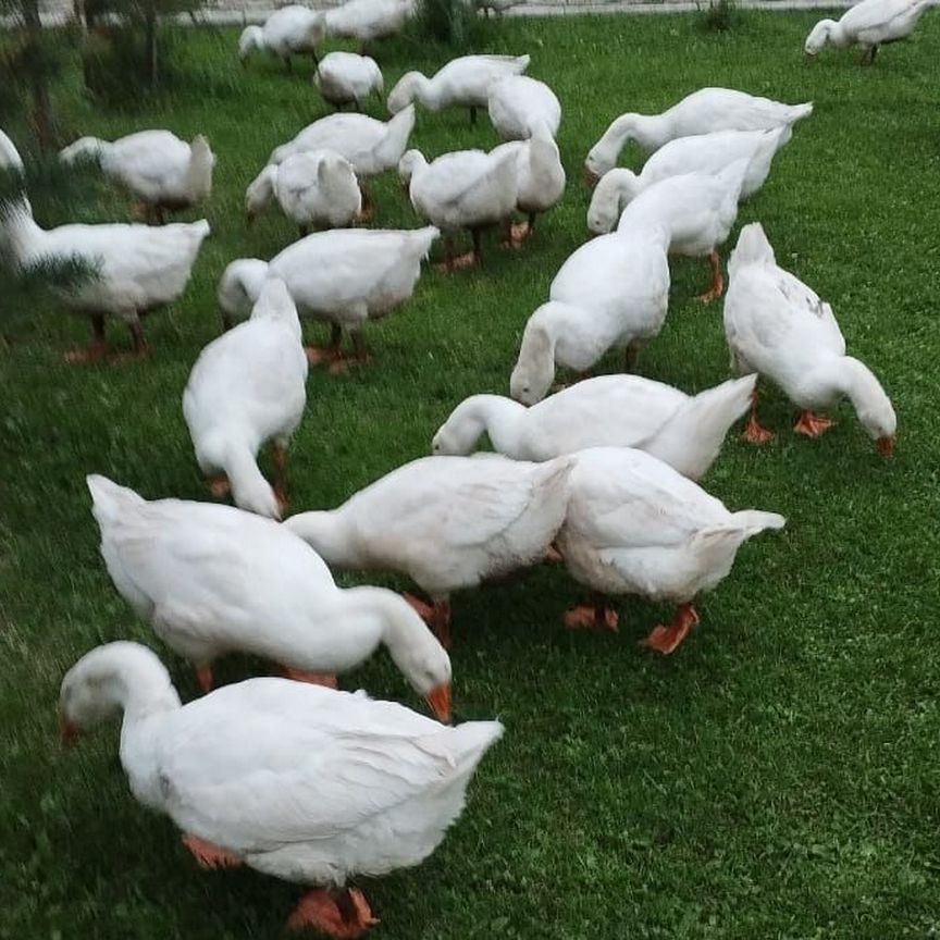 Гуси