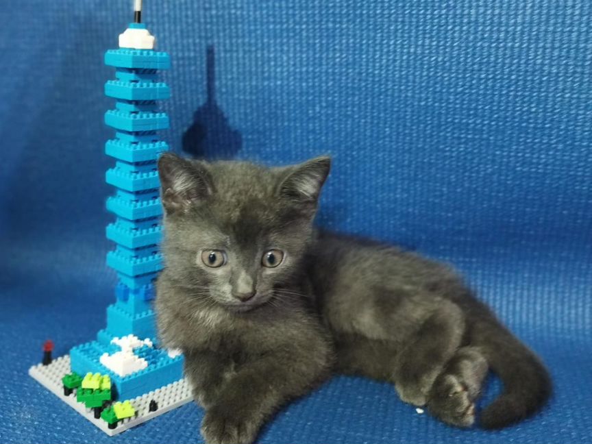 Британские котята