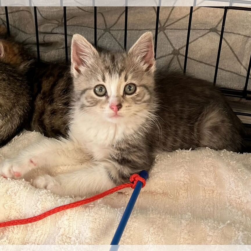 Шотландский прямоухий короткошёрстный котёнок