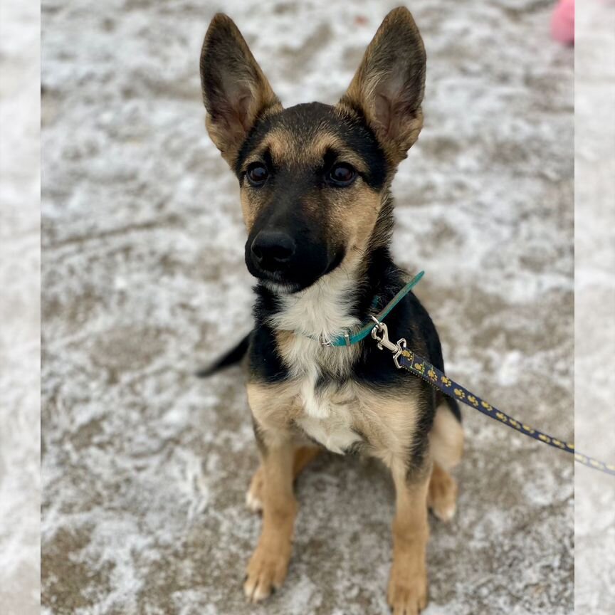 Щенок в добрые руки