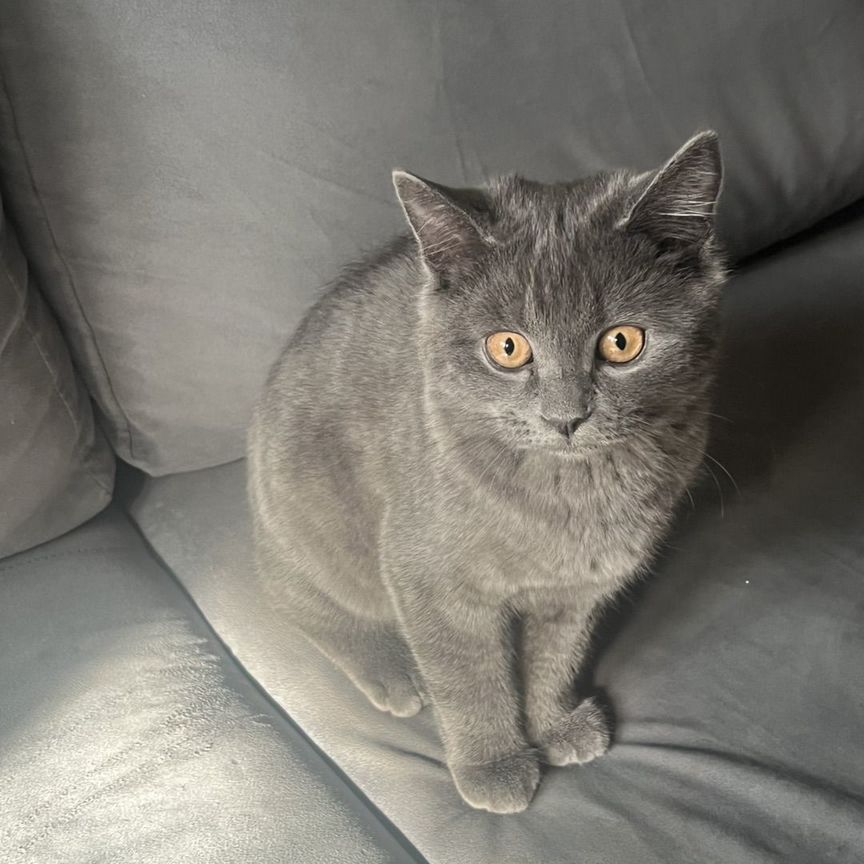 Британский котенок