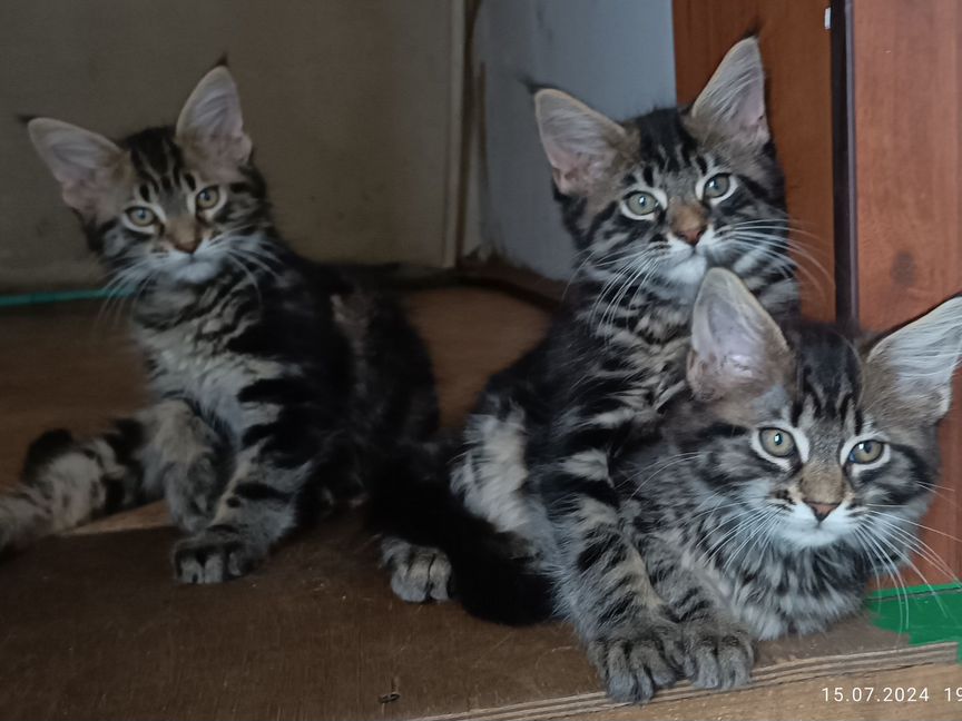 Котята мейн-кун