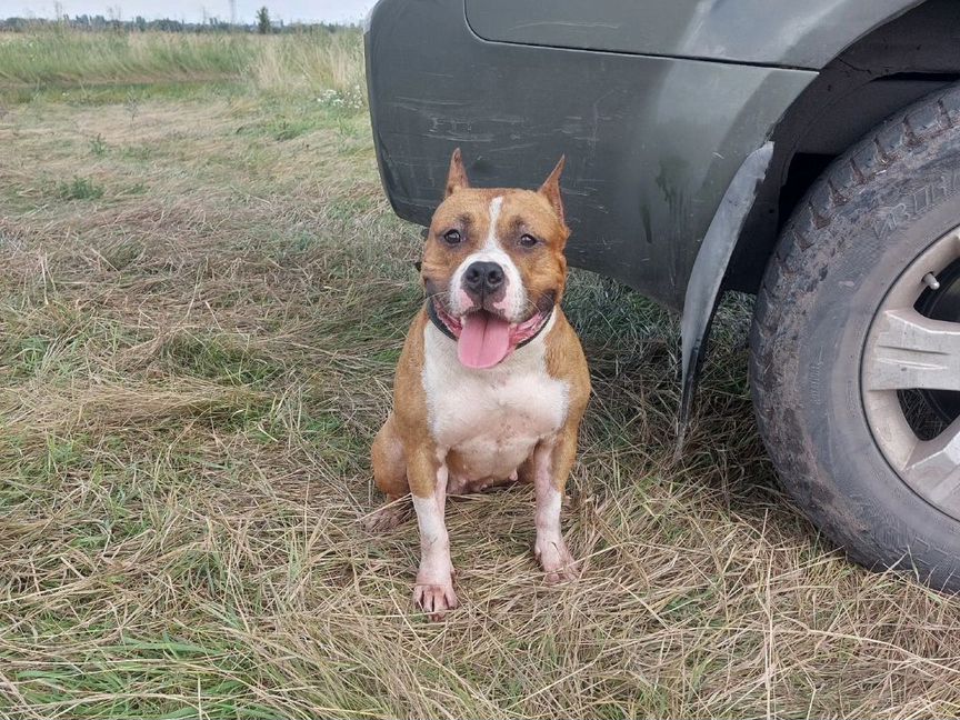 Стаффордширский терьер