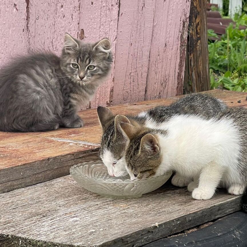 Нужен дом котенку