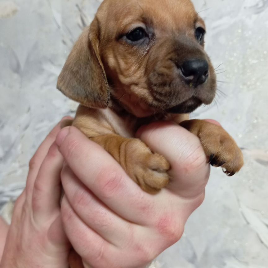 Такса мальчики рыжие стандарт