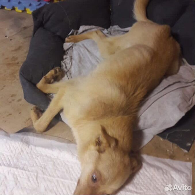 Длинноногая счастье- чихуахуа ищет дом