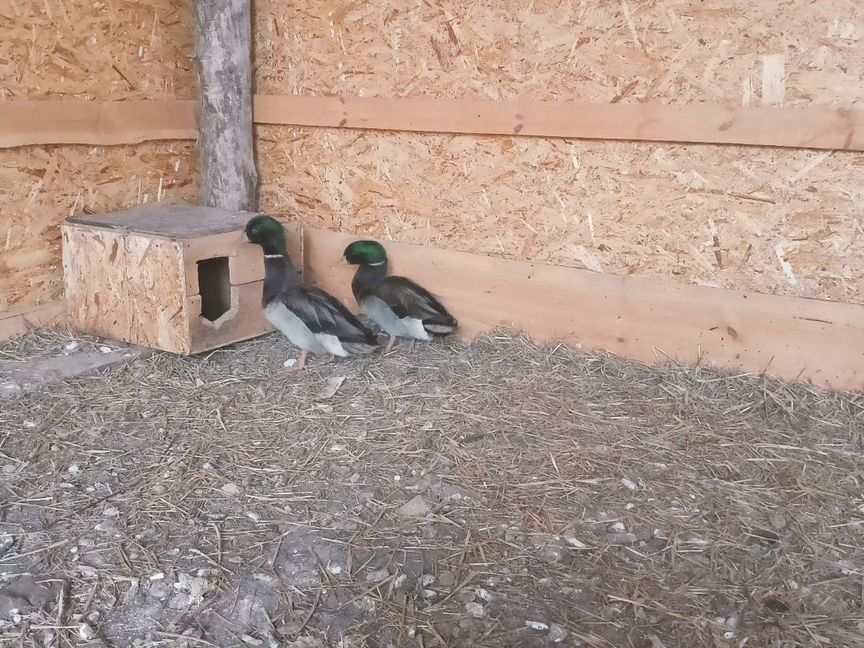 Селезень дикой утки