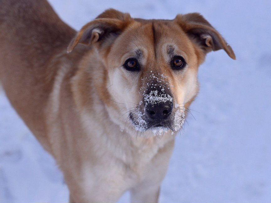 Собака Моника из приюта бесплатно в добрые руки