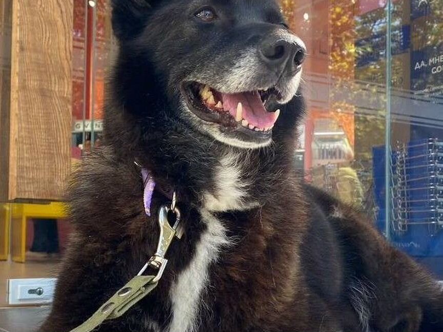 Сладкая булочка Алиса ищет дом бесплатно