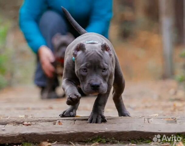 Голубая красотка щенок Булли покет
