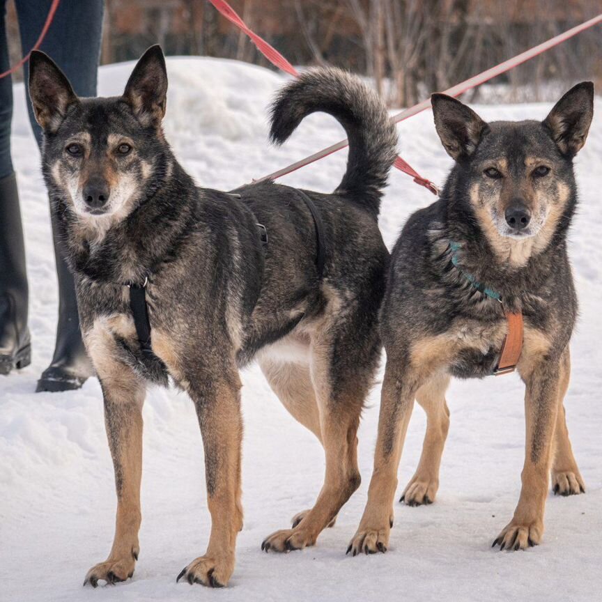 Лëля и Ляля из приюта ищут дом