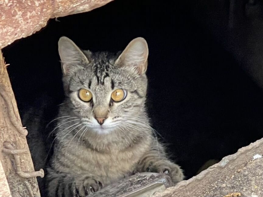 Котенок пропадает в подвале