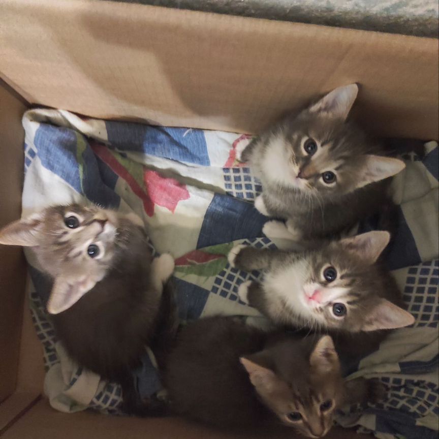 Котята ищут новый дом