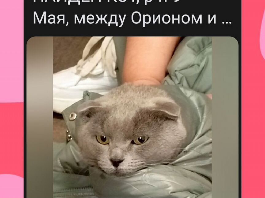 Найден вислоухий кот