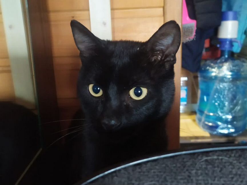 Молодой, большой, умный кот