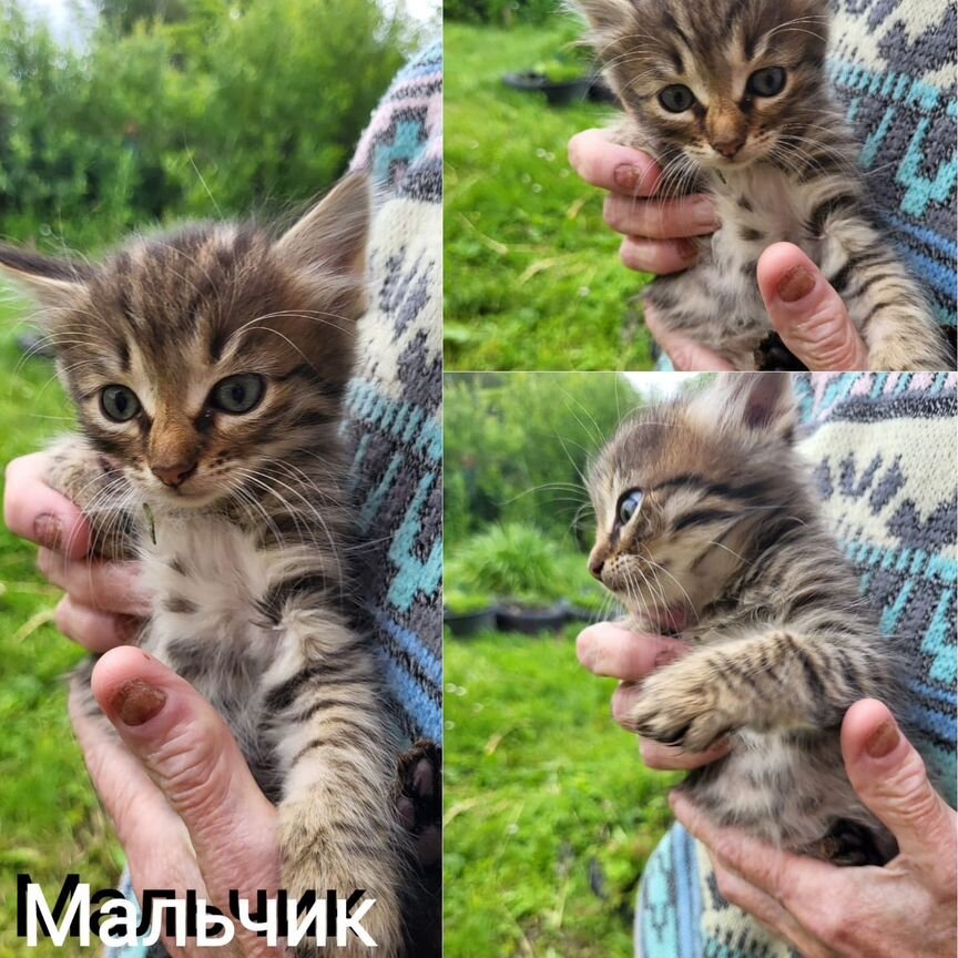 Миро и Мая по 1 месяцу