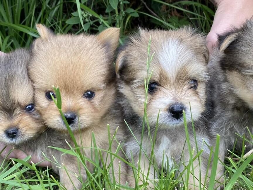 Щенки шпица