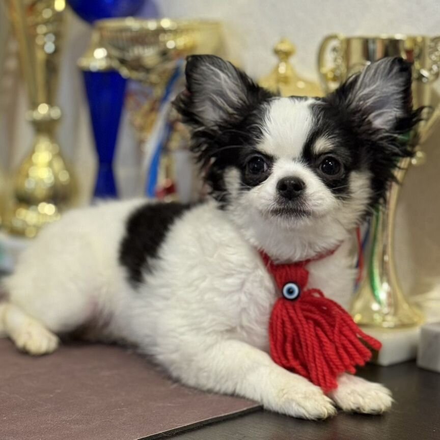 Чихуахуа, щенок