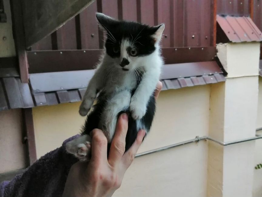 Отдаем котят/молодых кошек