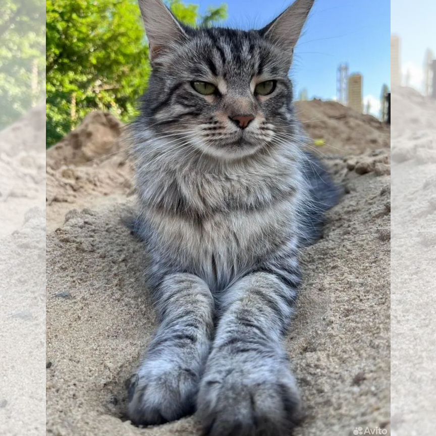 Мейн-кун котёнок