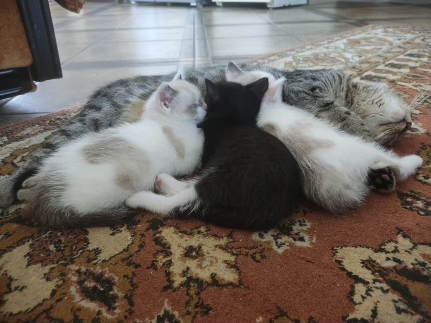 Котята в добрые руки