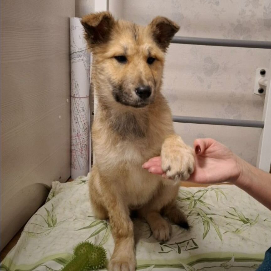 Щенок в добрые руки