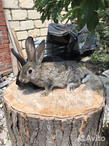 Кролики великаны