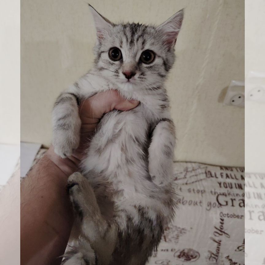 Кошка сибирская гладкошёрстная