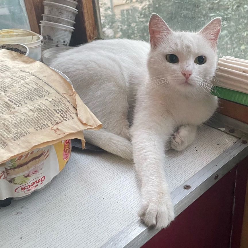 Ангора кошечка