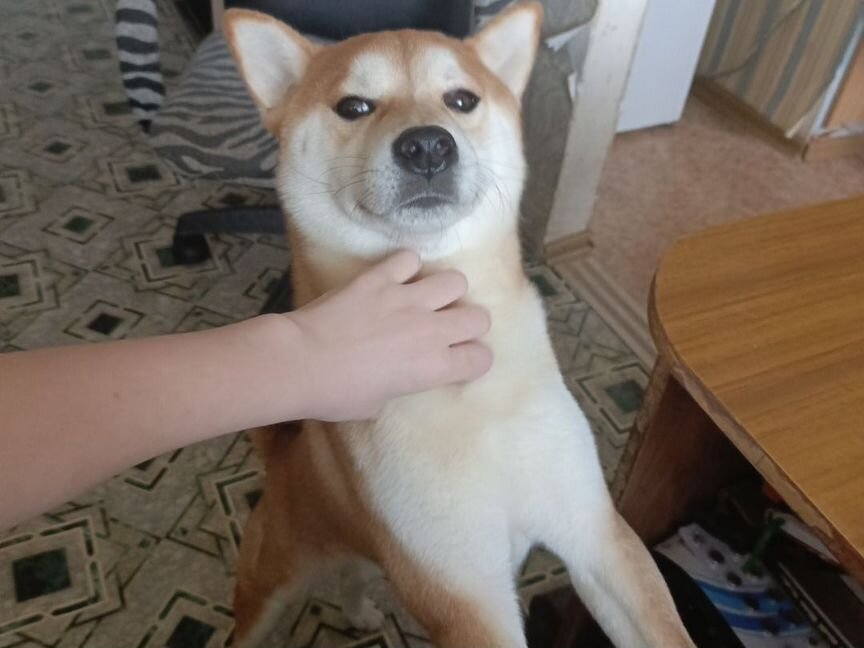 Сиба ину вязка