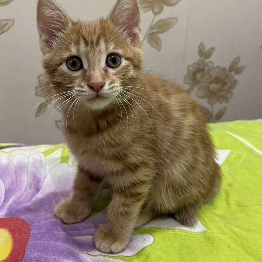 Кошки курильский бобтейл