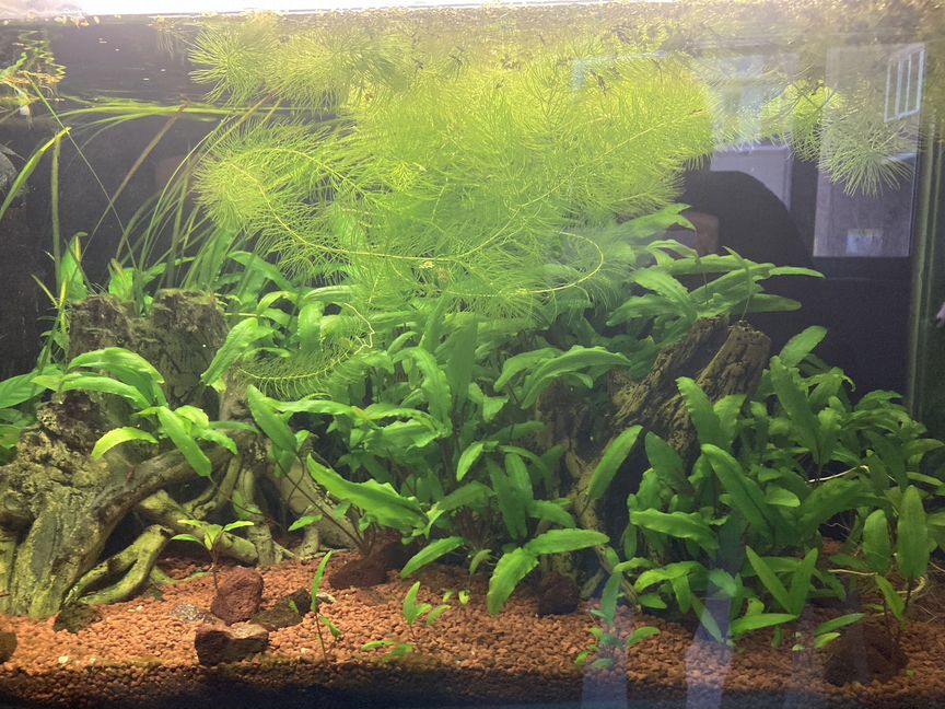Растения из аквариума