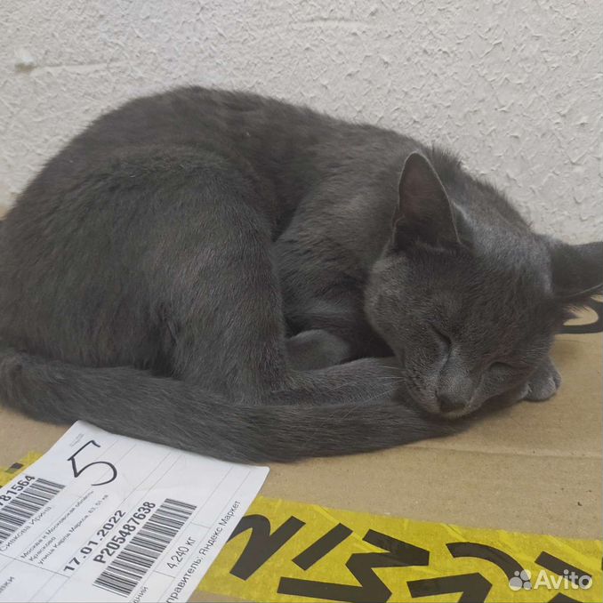 Русская голубая мальчик 10 месяцев голодный