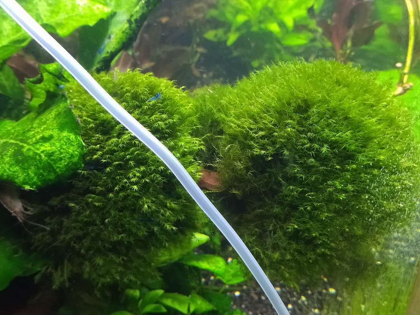 Аквариумные растения