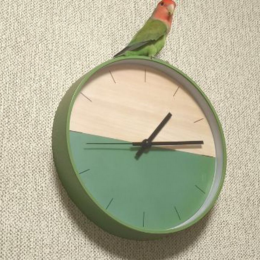 Попугай неразлучник с клеткой