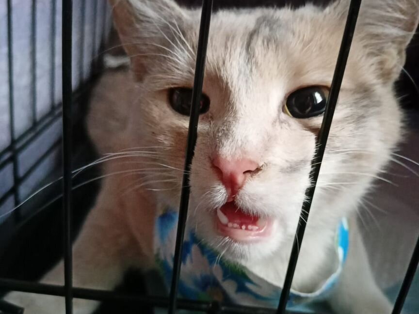 Кошечка Нюша