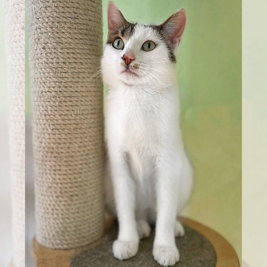 Кошечка из приюта ищет дом