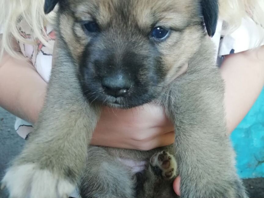 Щенок в добрые руки