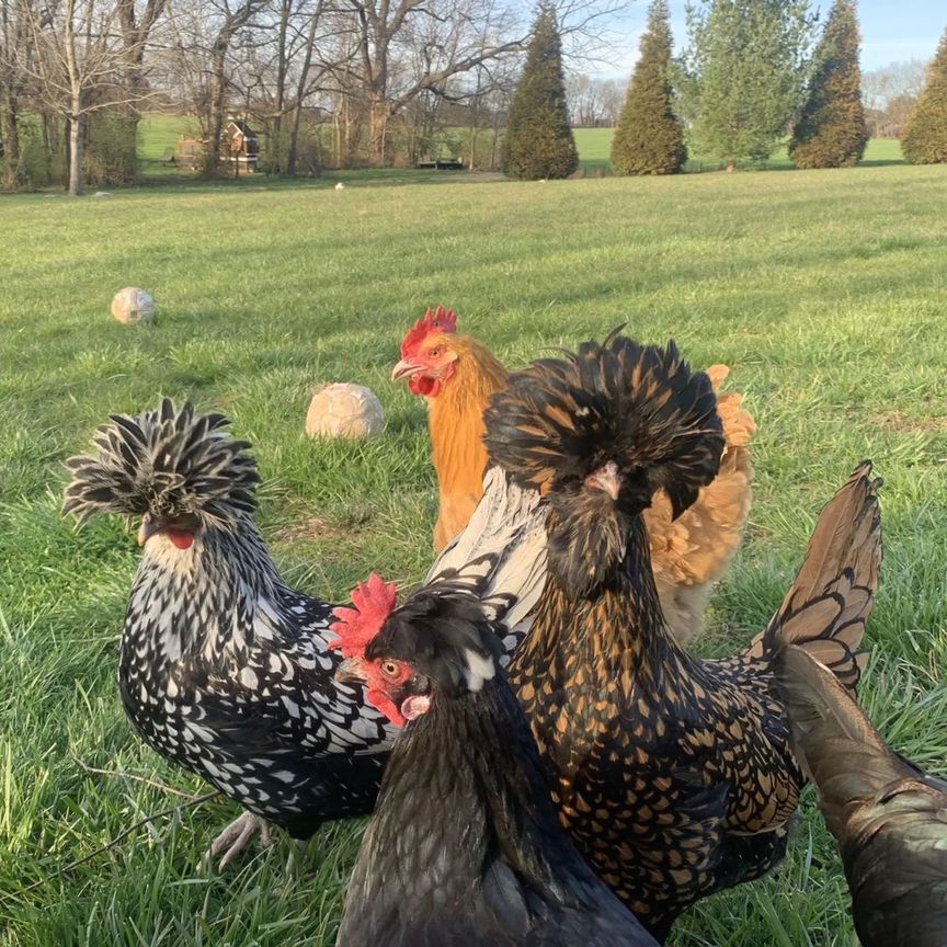 Куры несушки доставка сегодня