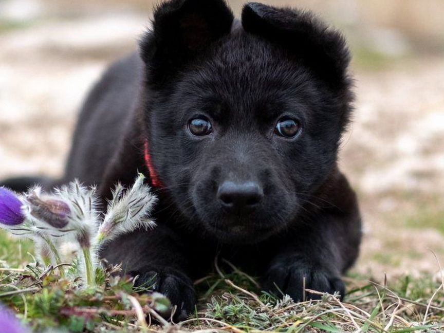 Надежная охрана- служебн овчарки толстолапые щенки