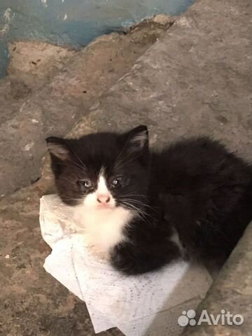Котёночку очень нужна помощь