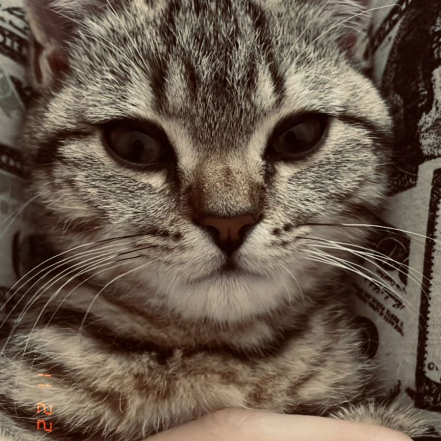 Британский кот