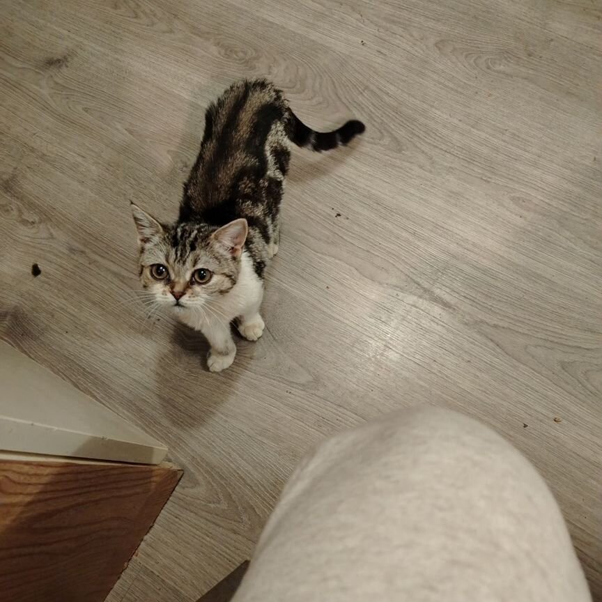 Шатланские котята