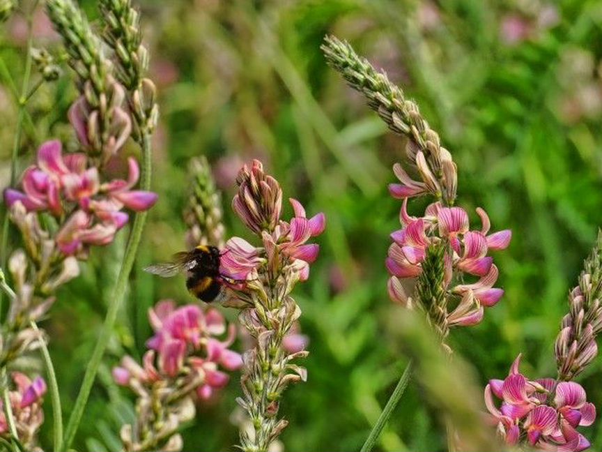 Эспарцет. Семена эспарцета