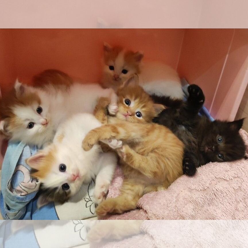 Котята пушистые 1 мес