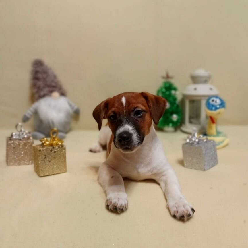 Джек Рассел терьер