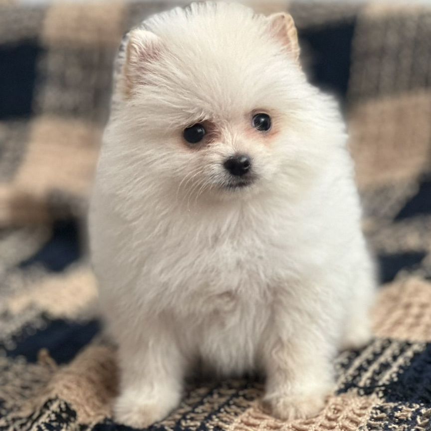 Малый немецкий шпиц из питомника