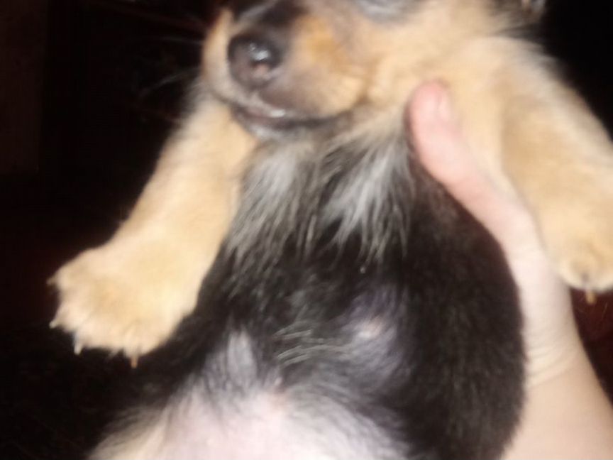 Щенки от мамы таксы