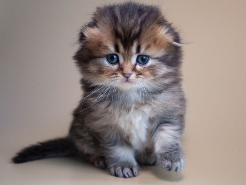 Шотландские вислоухие котята